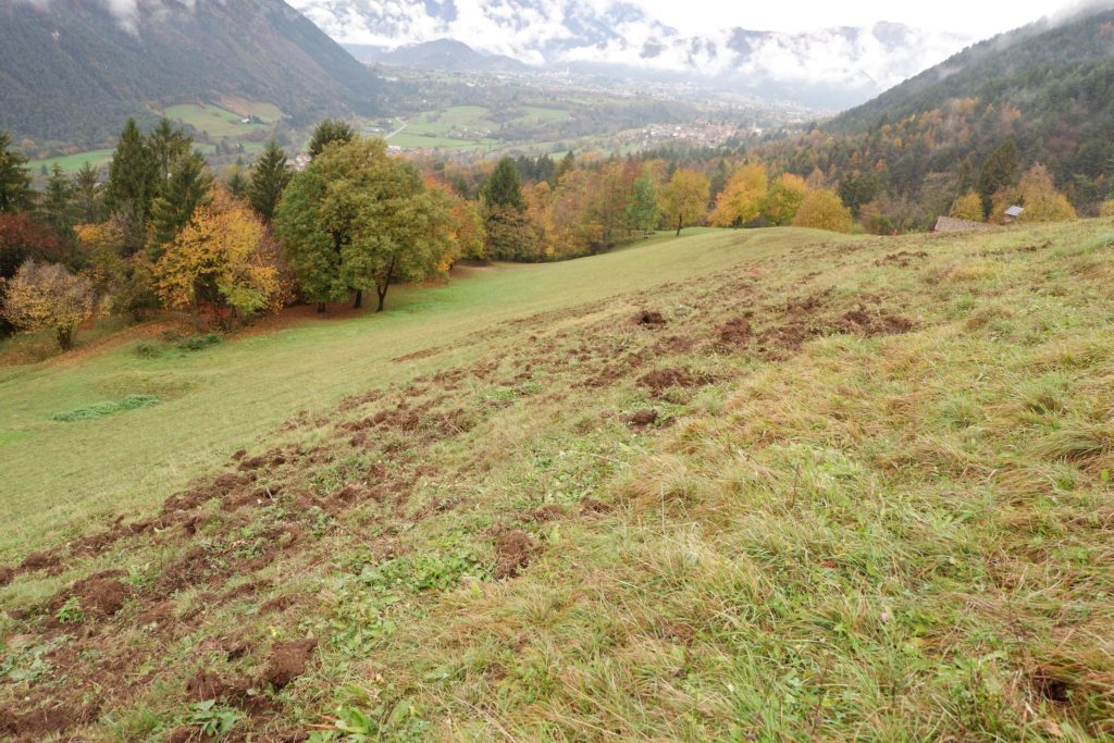 Danni da cinghiali sopra Cerete Alto - MyValley.it notizie!!